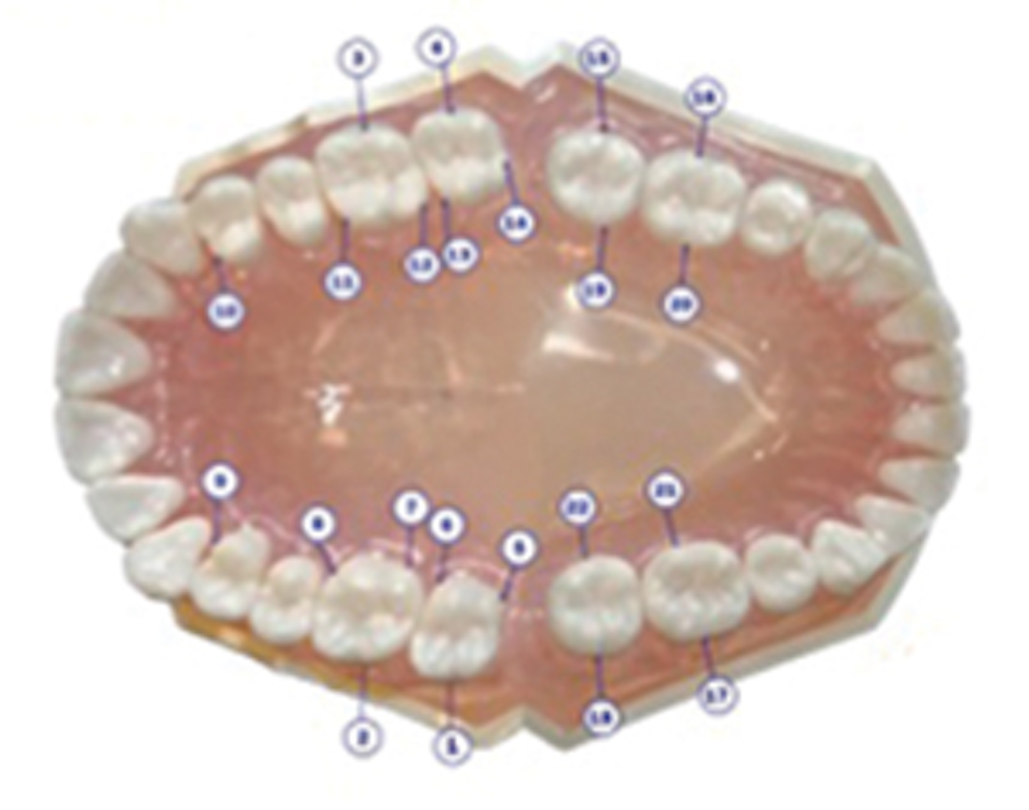 New age of periodontal therapy | Registered Dental Hygienist (RDH) Magazine